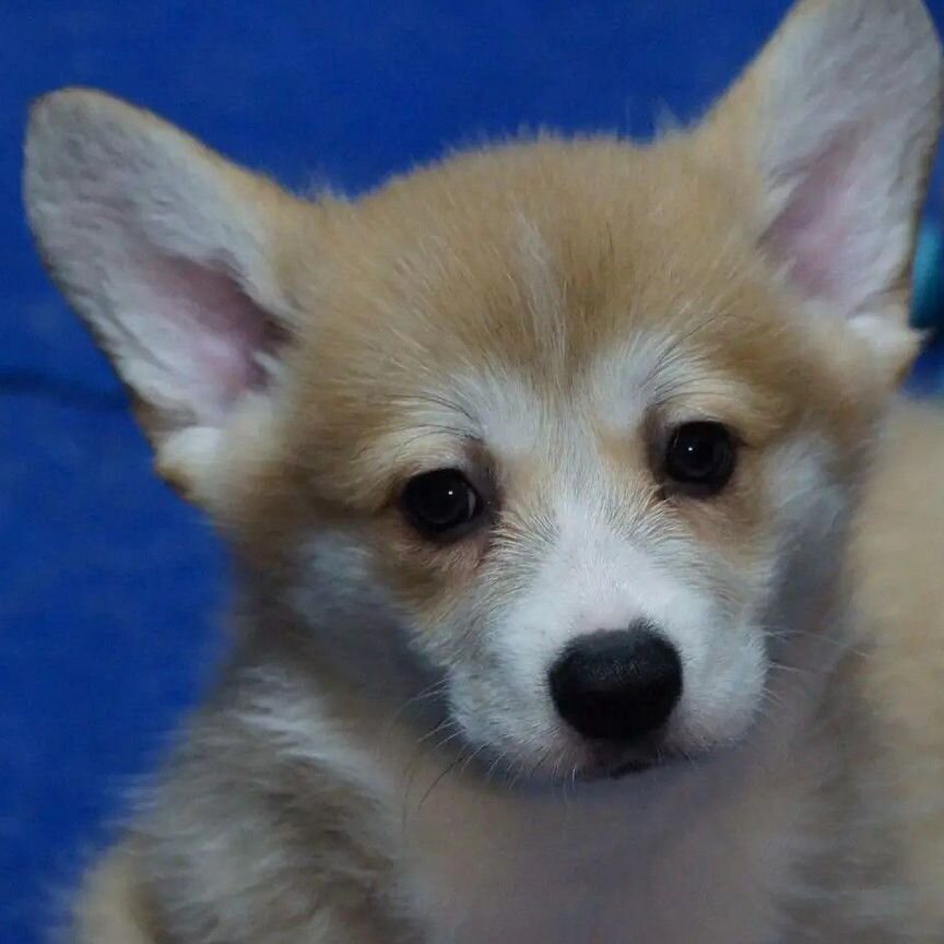 Вельш Корги Пемброк, щенок