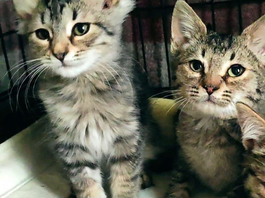 Котята спасеные с улицы ищут дом