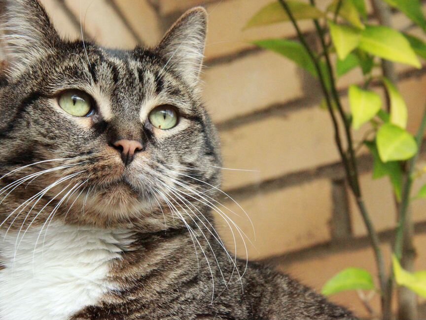 Ласковый котик для семьи