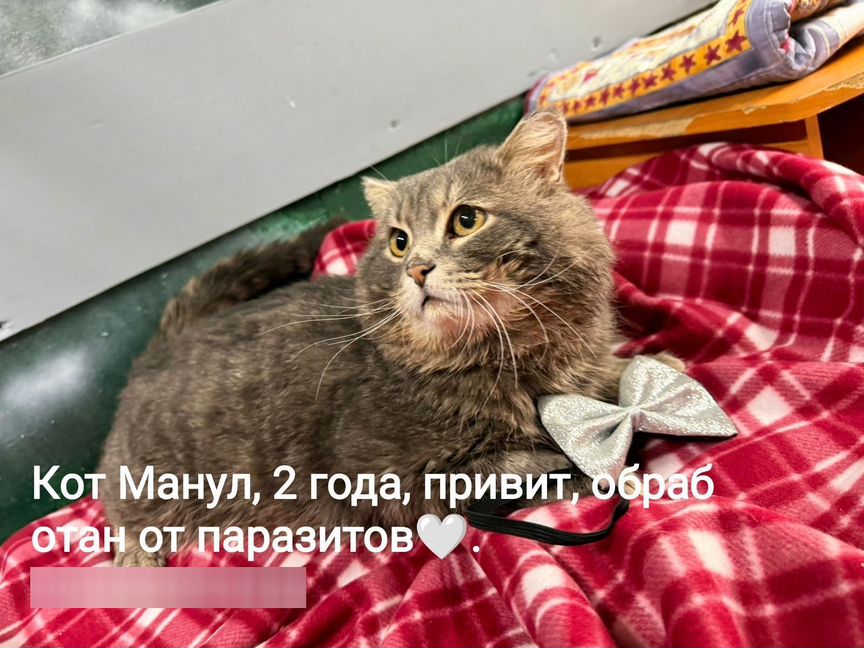 Кот Манул экзотик