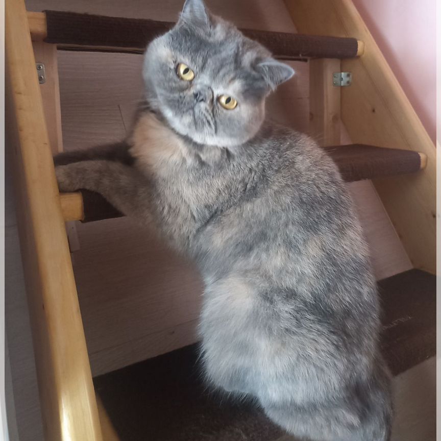Экзотическая короткошёрстная, взрослая кошка