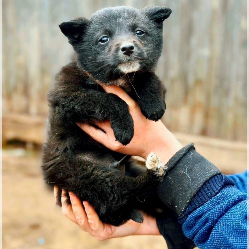 Щенок в добрые руки