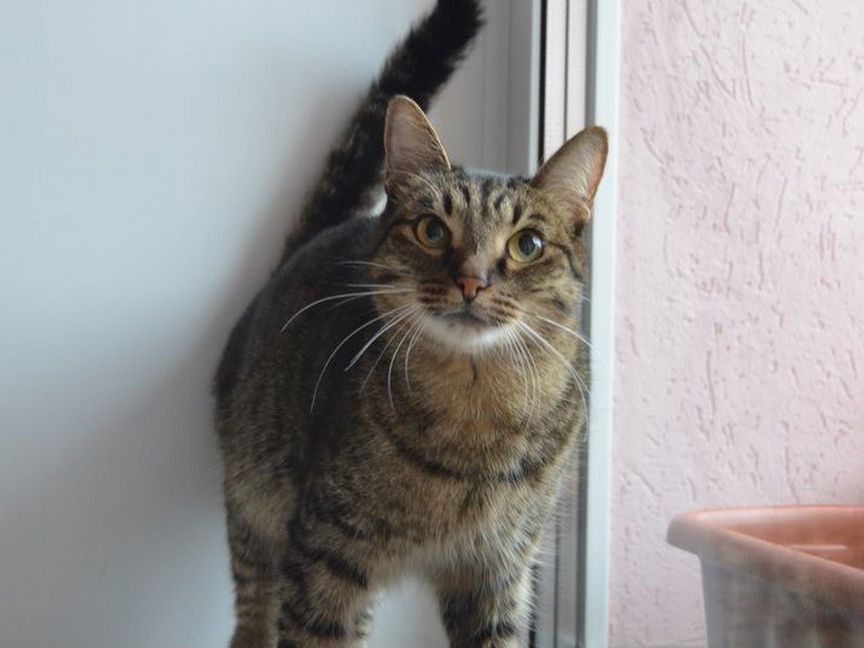 Отдам хорошего котика. Кастрирован