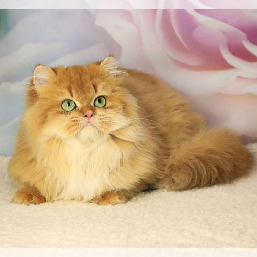 Кот ny12 с документами