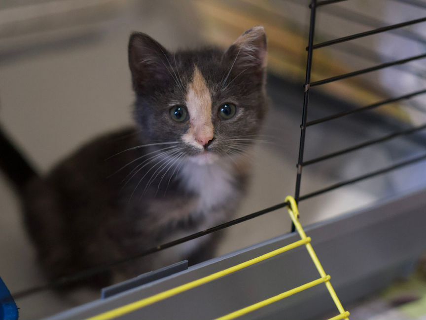 Отдаем в хорошие руки