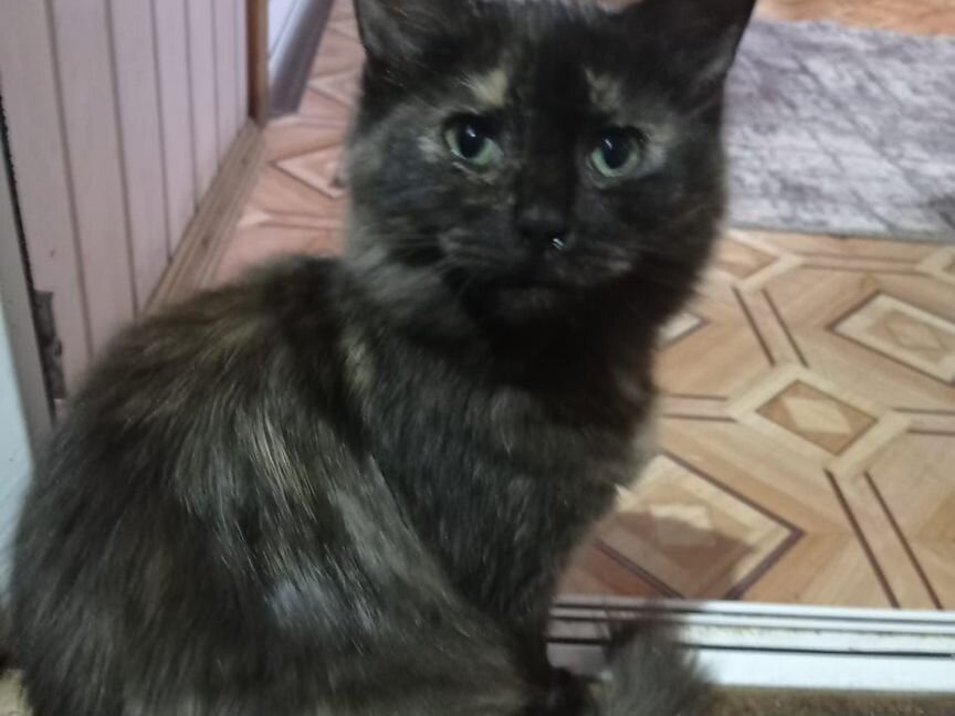 Кошка в дар бесплатно