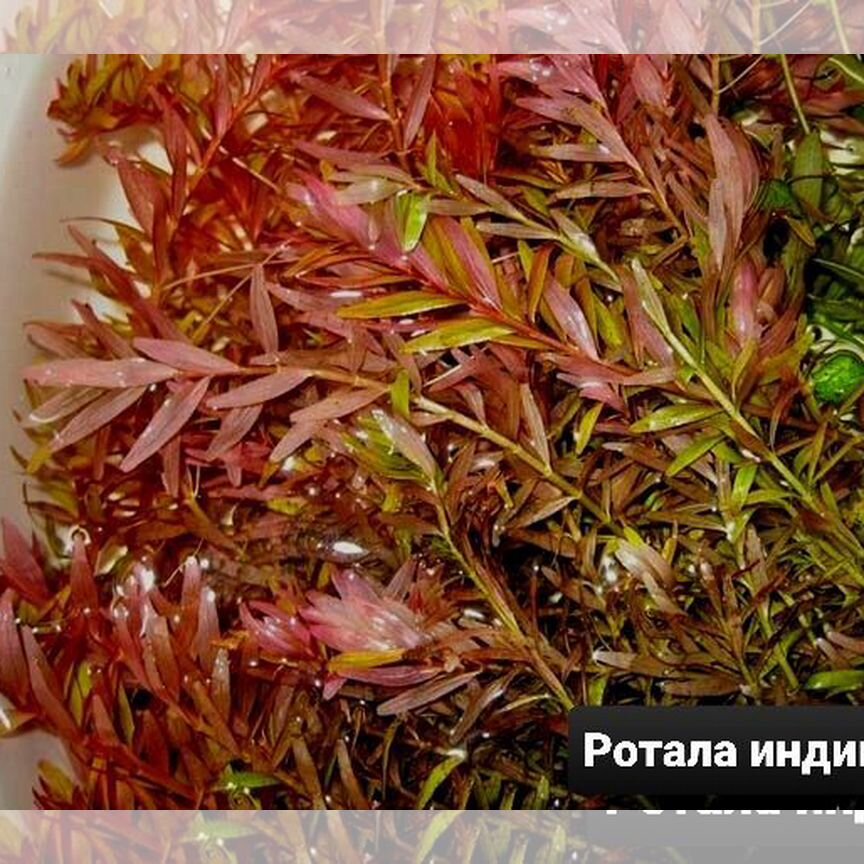 Аквариумные растения