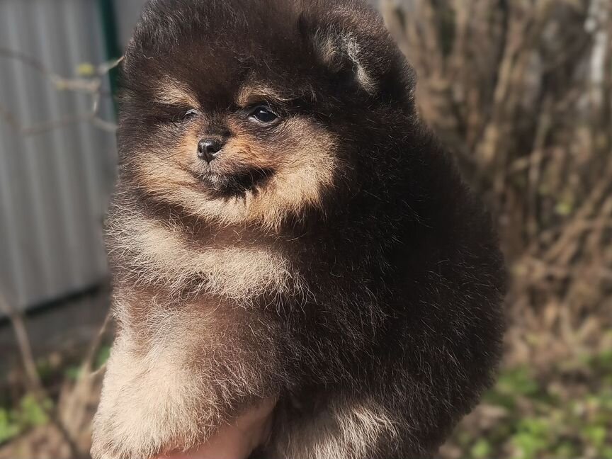 Померанский шпиц тип мишка мини