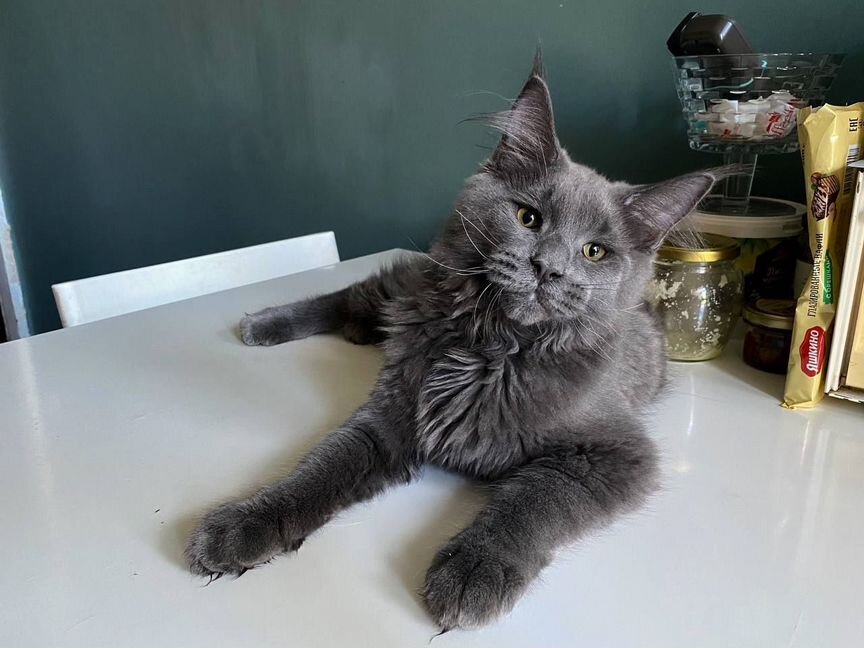 Котенок мейн-кун серый
