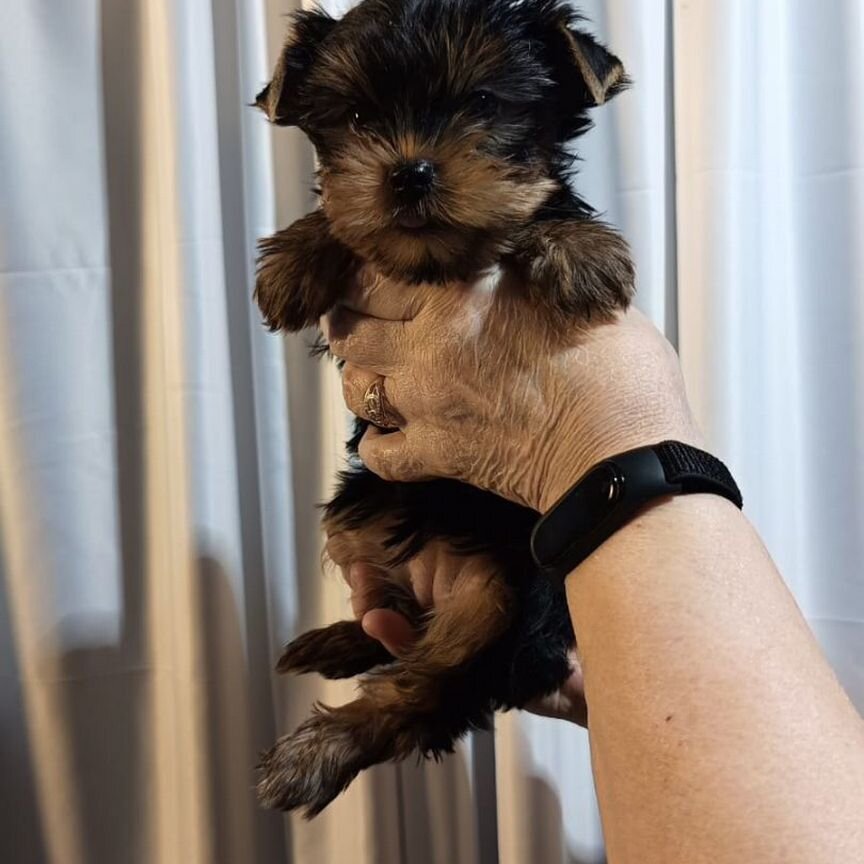 Йоркширский терьер мальчик и девочка мини