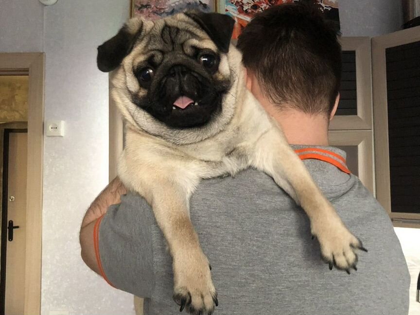 Вязка Мопса мальчика