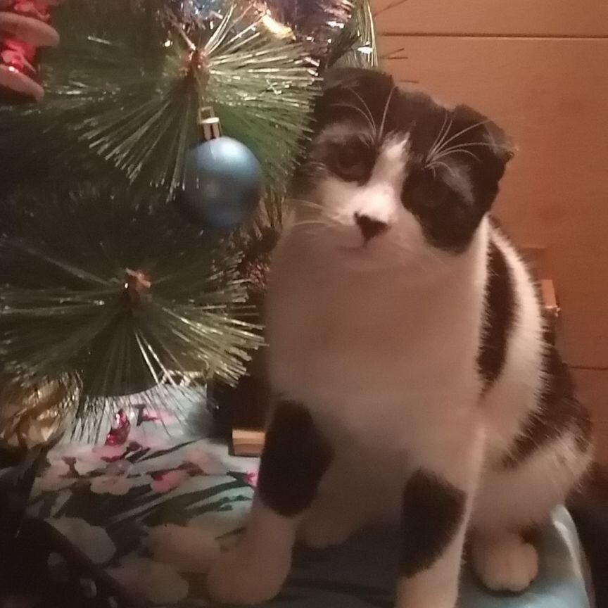 Вислоухий кот