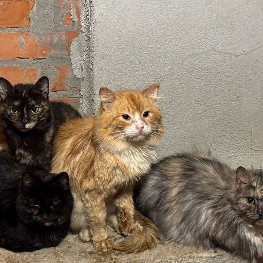 19 кошек заперты без еды и воды