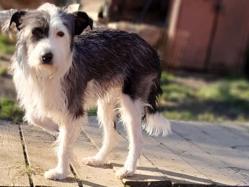 Лиза из приюта ищет дом