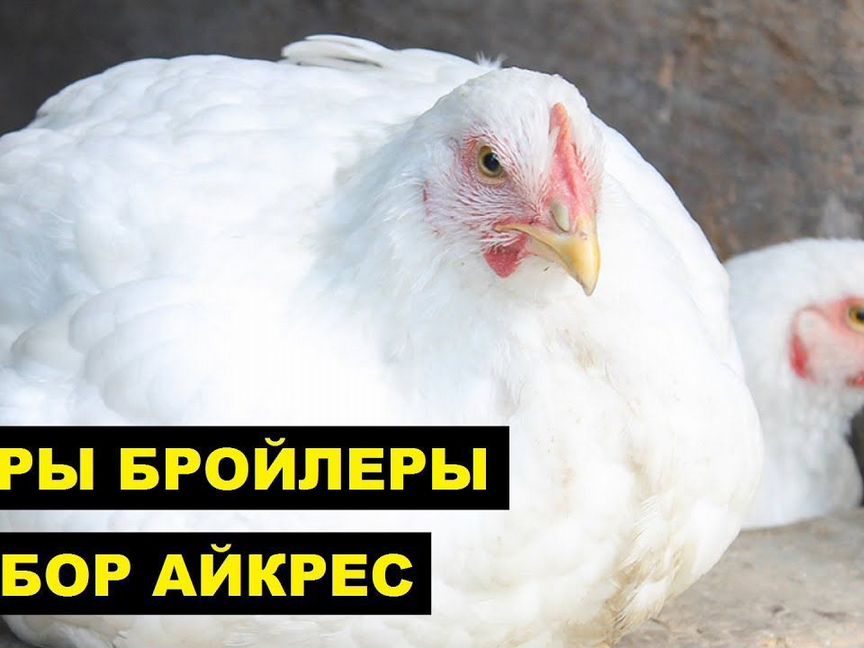 Цыплята подрощенные