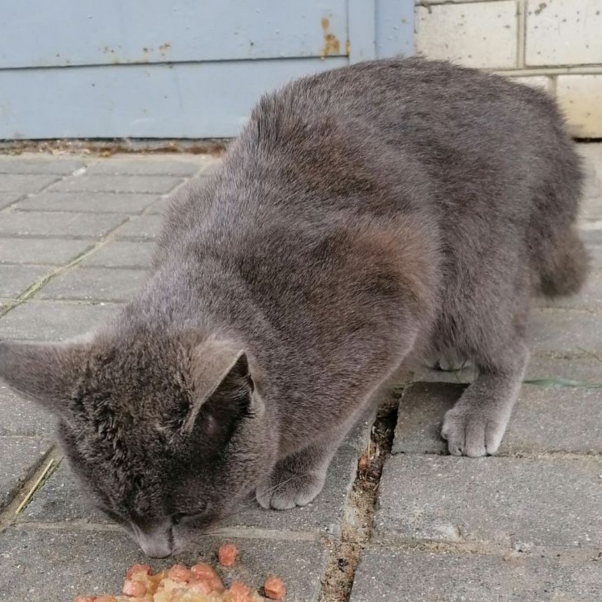 Серый котик ищет дом
