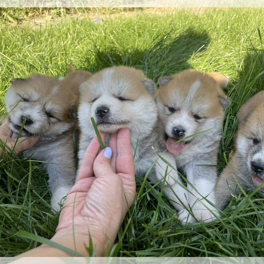 Щенки Акита Ину
