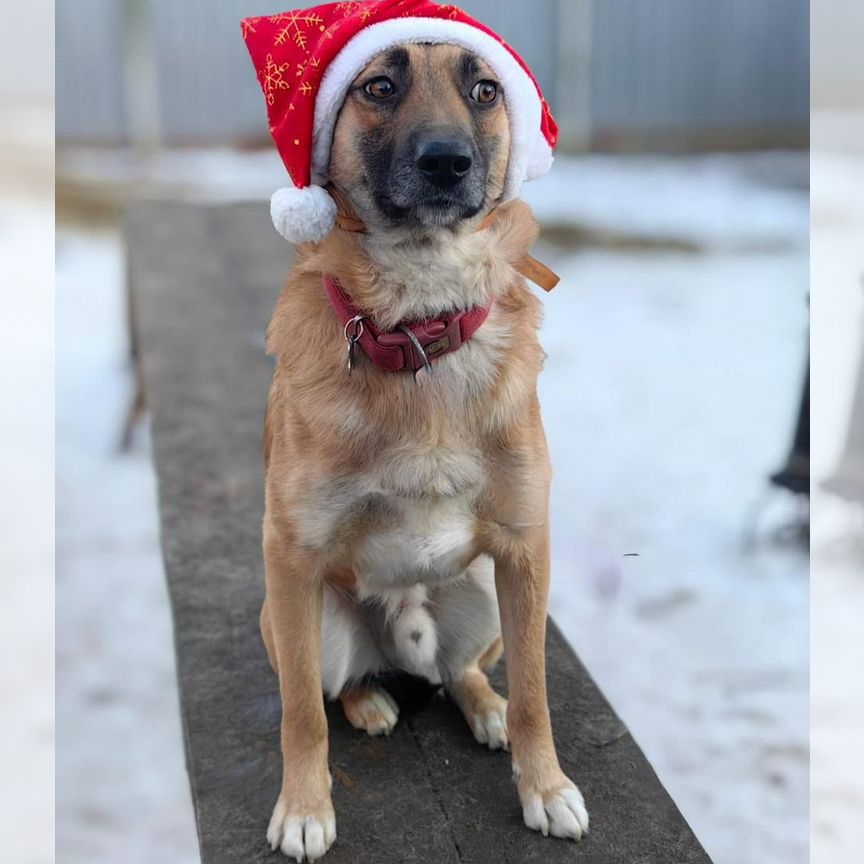 Настоящий друг человека собака Лакки 1 год в дар