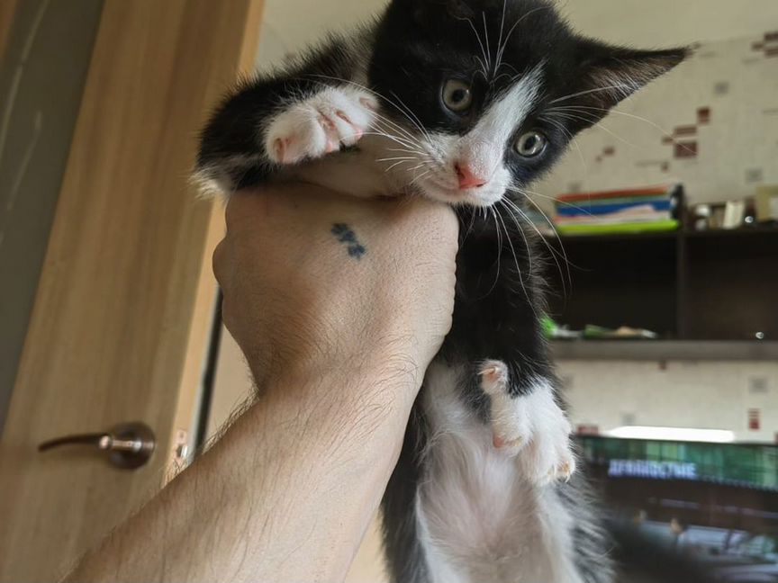 Котенок мальчик бесплатно