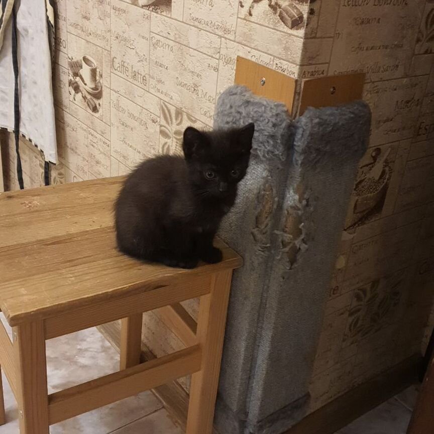 Кошка в добрые руки бесплатно