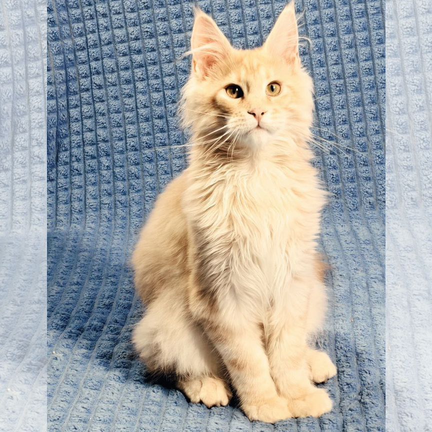 Мейн-кун котёнок