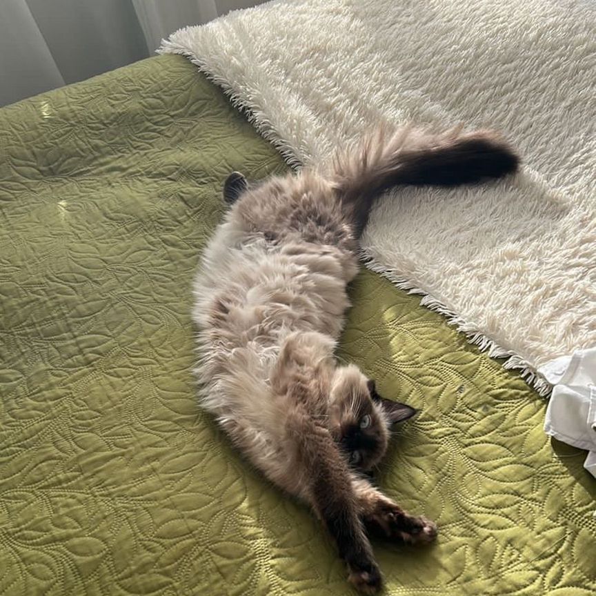 Отдам кошку в добрые руки