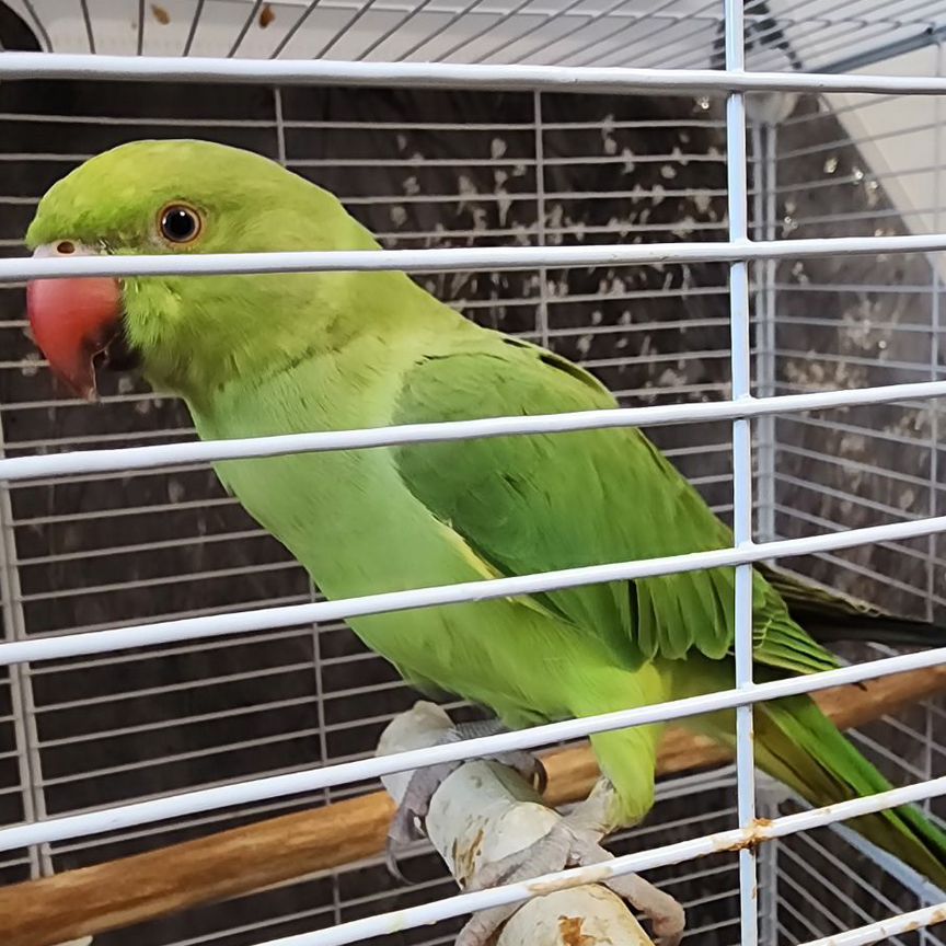 Ожереловый попугай