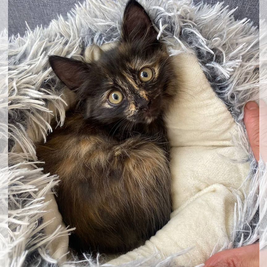 Котята котёнок