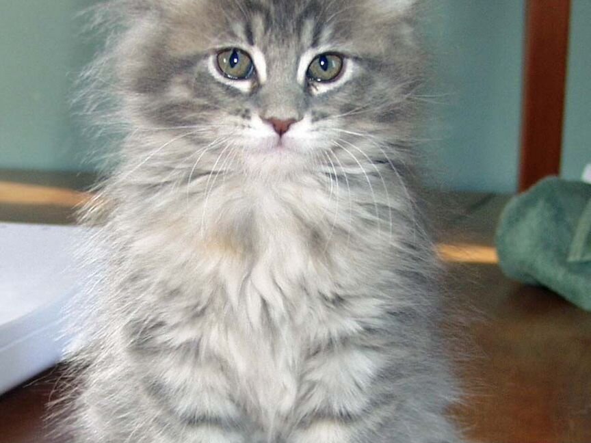 Пепельные сибирские котята