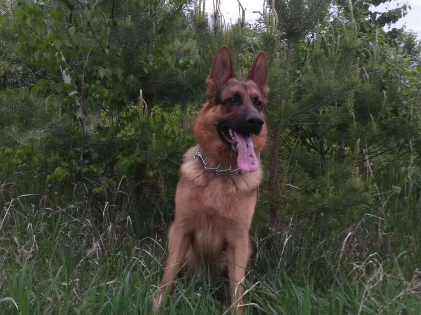 Немецкая овчарка вязка кобель