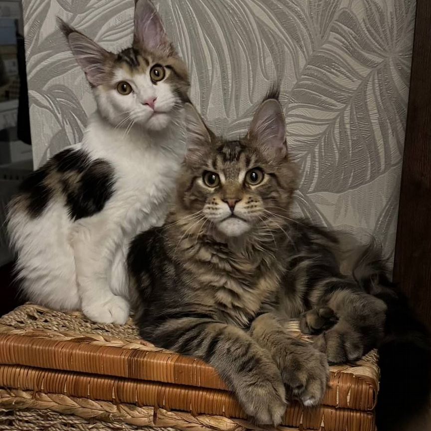 Мейн-кун котёнок