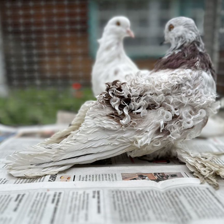 Продажа голубей