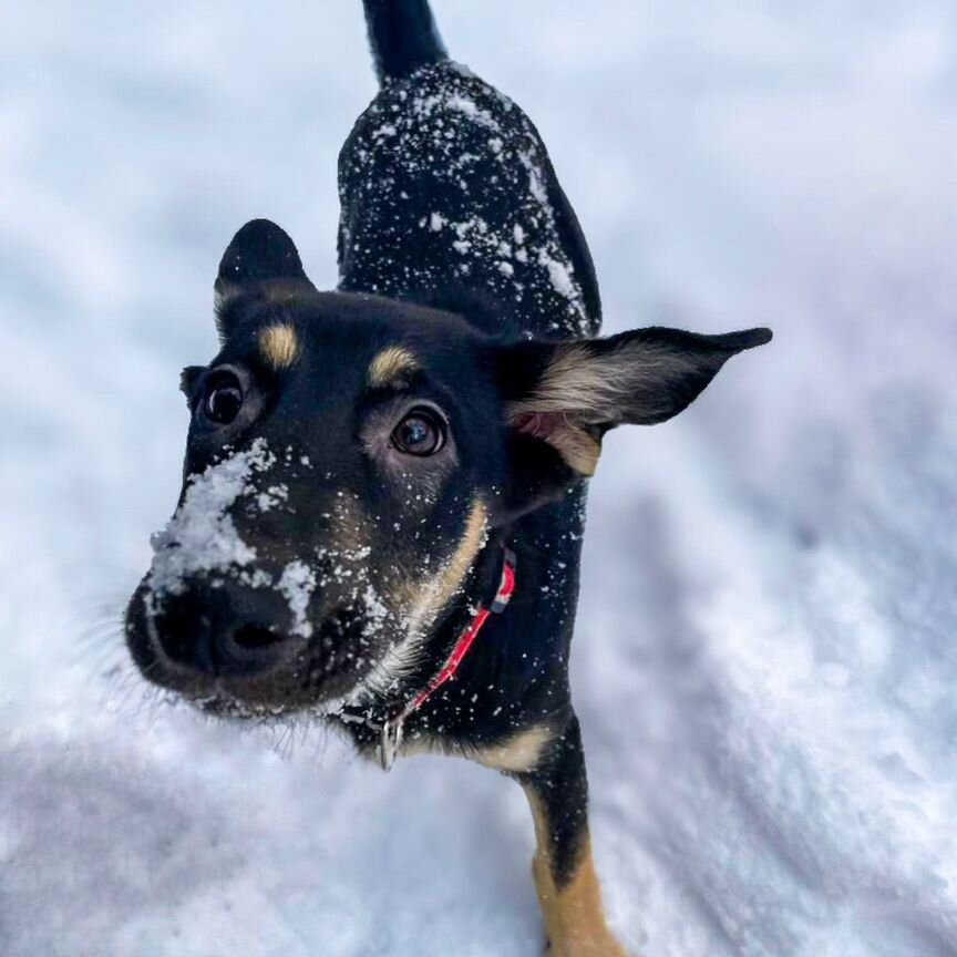 Ищет дом щенок