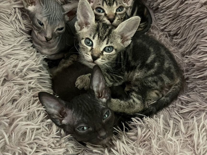 Донской сфинкс - котята 1,5 мес