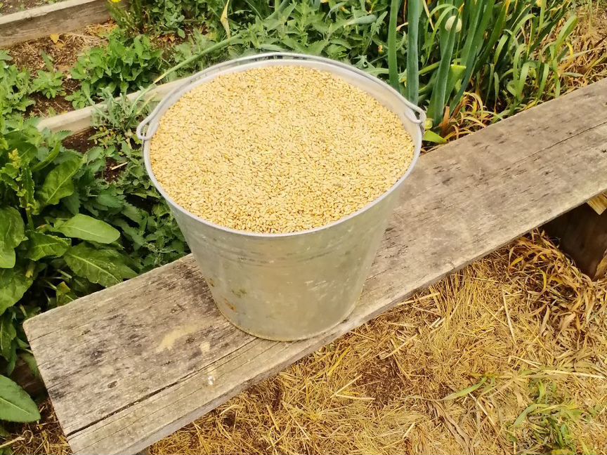 Зерно пшеница