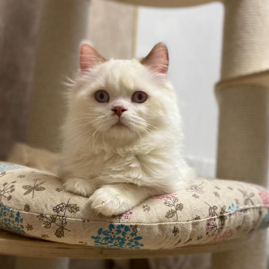 Голубоглазый Снежок