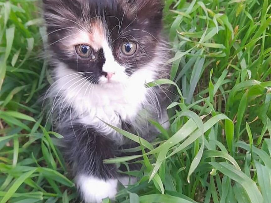 Красавица маленькая кошечка