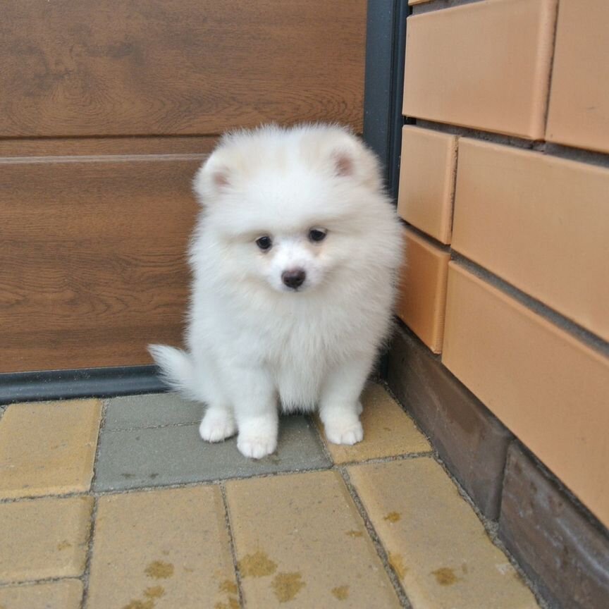 Белый медвежонок