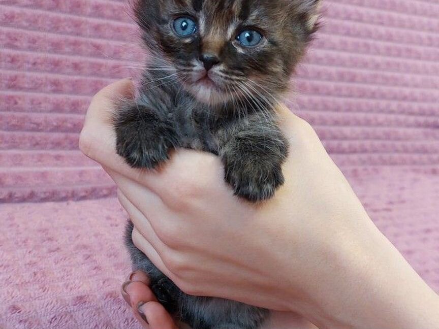 Котята