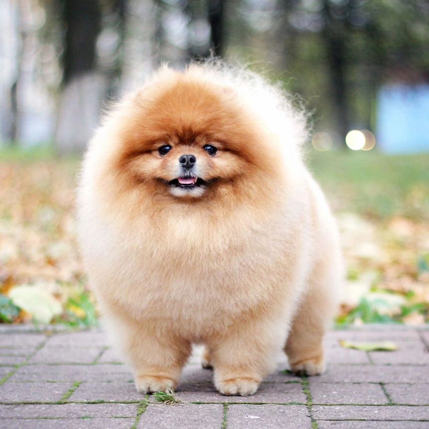 Померанский шпиц