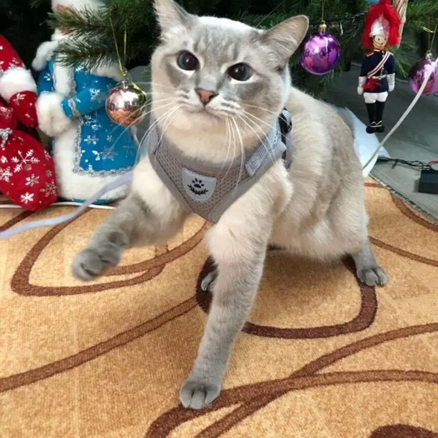 Шлейка для кошки, маленькой собаки, кролика