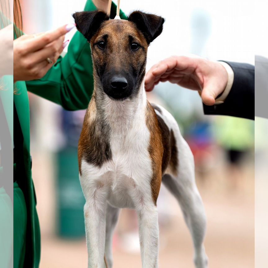 Фокстерьер, взрослый пёс