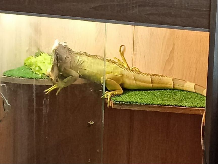 Террариум для рептилий