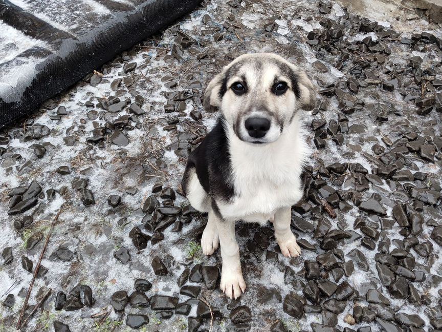 Отдам ростовскую овчарку