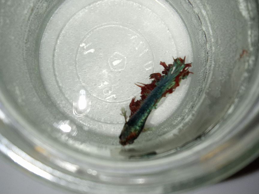 Рыбки петушки