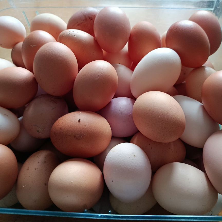 Домашнее яйцо