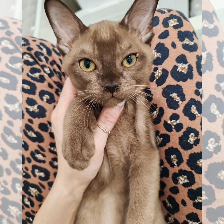 Европейский бурманский котёнок