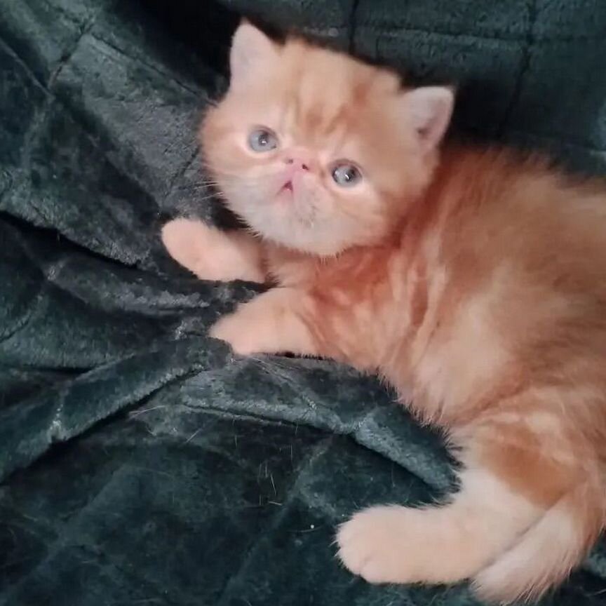 Экзотический короткошёрстный котёнок