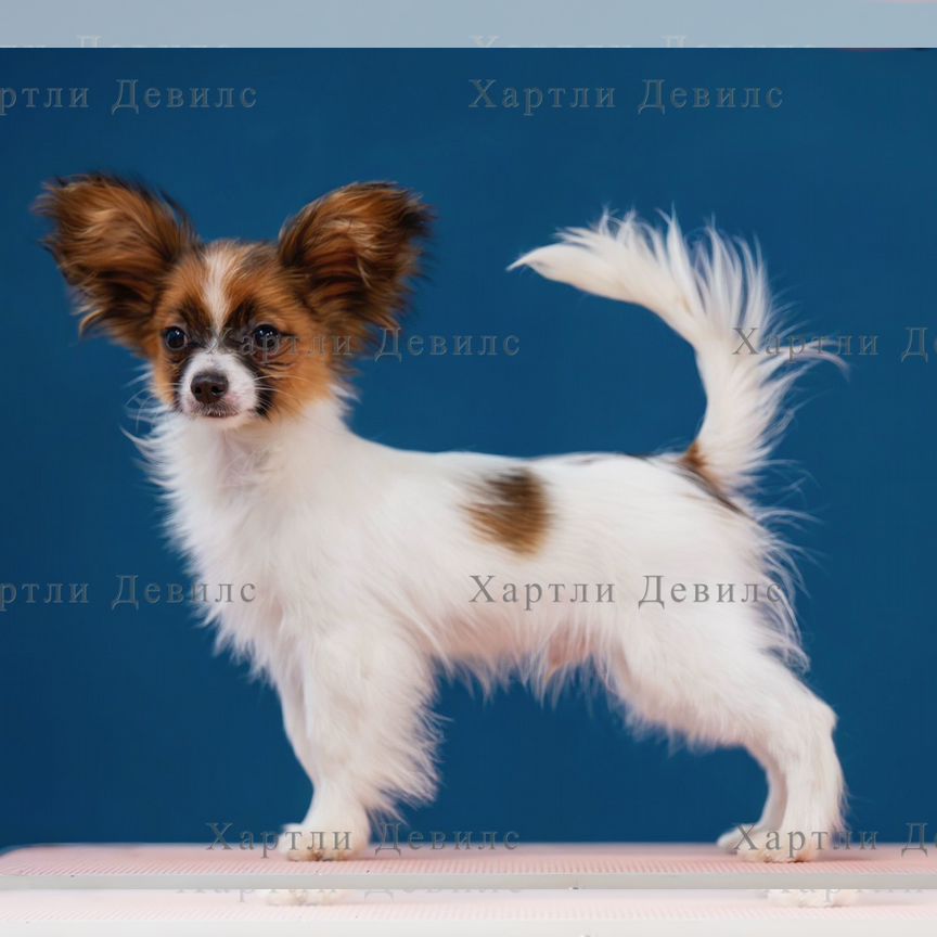 Континентальный той-спаниель папильон, щенок