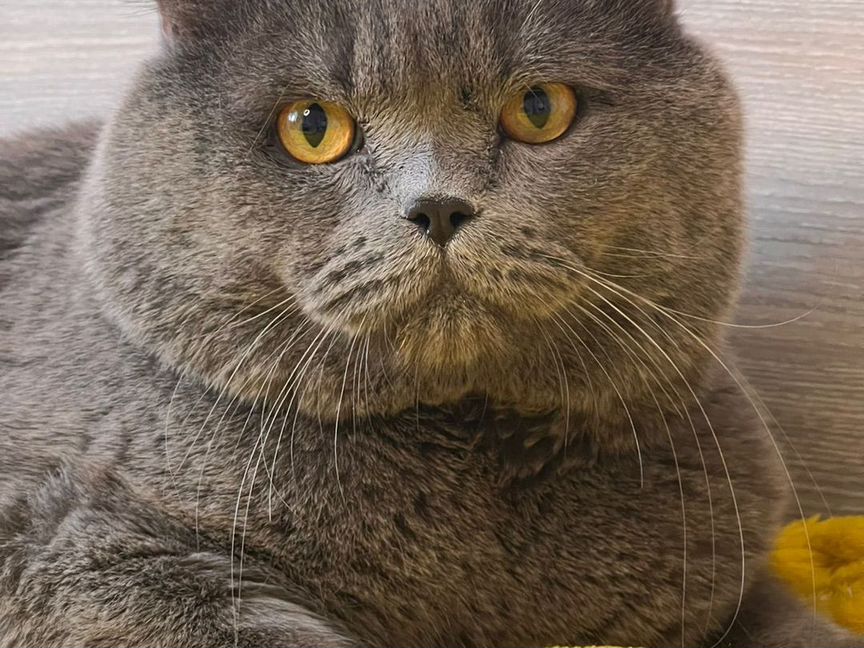 Британская